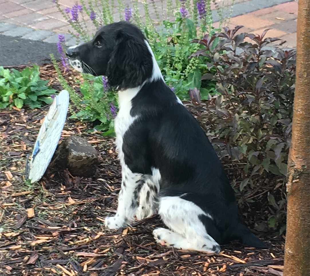 Kailey’s Toys – The Schtick!